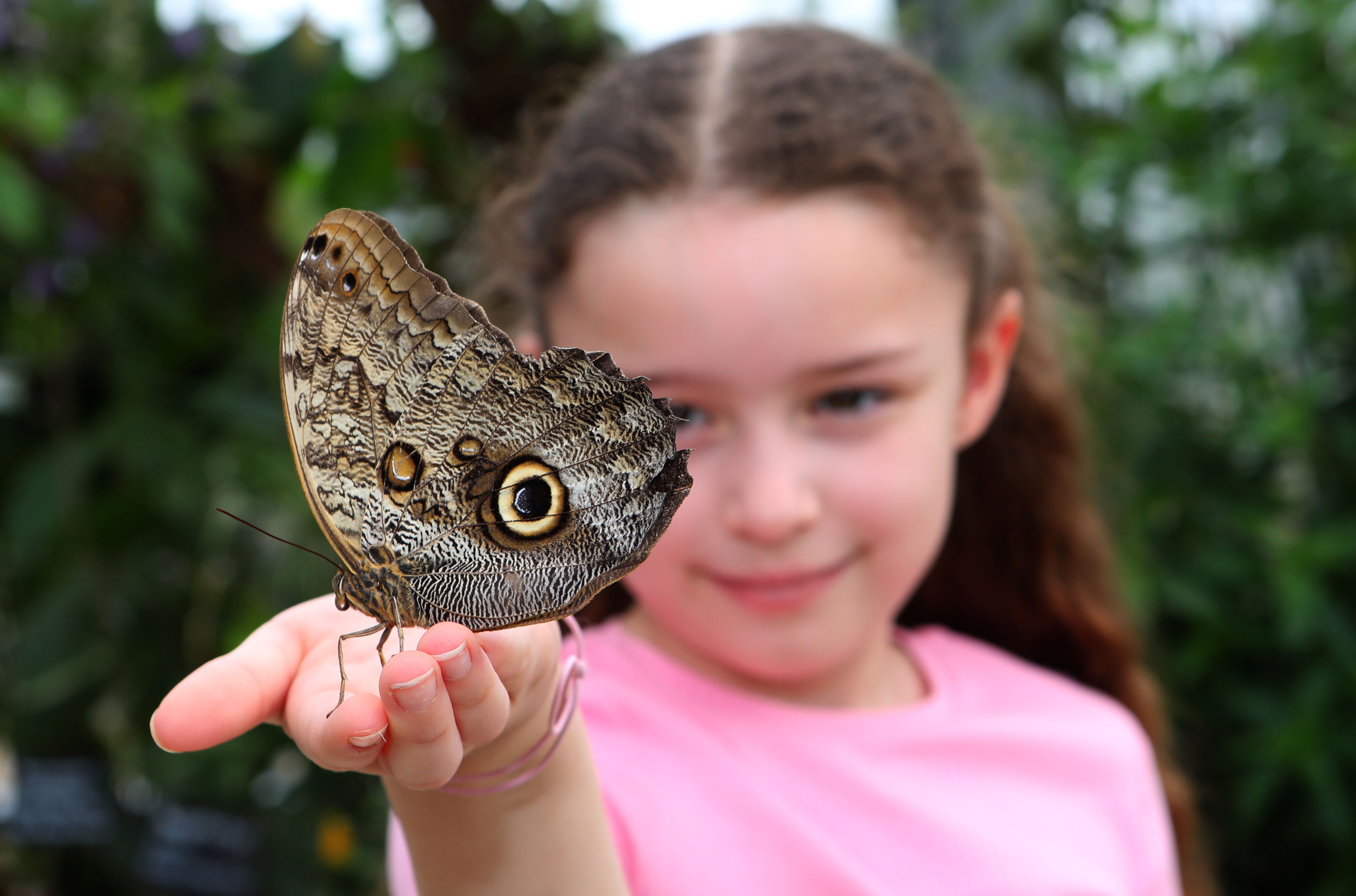 Our Butterfly House has been open a year! | Tropical Butterfly House